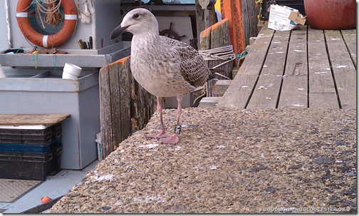 The Third Banded Seagull Sighting at Captain Joe and Sons – Good ...