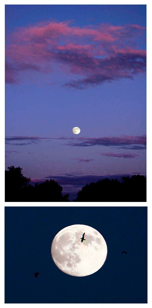Did You Know (Full Moon) – Good Morning Gloucester