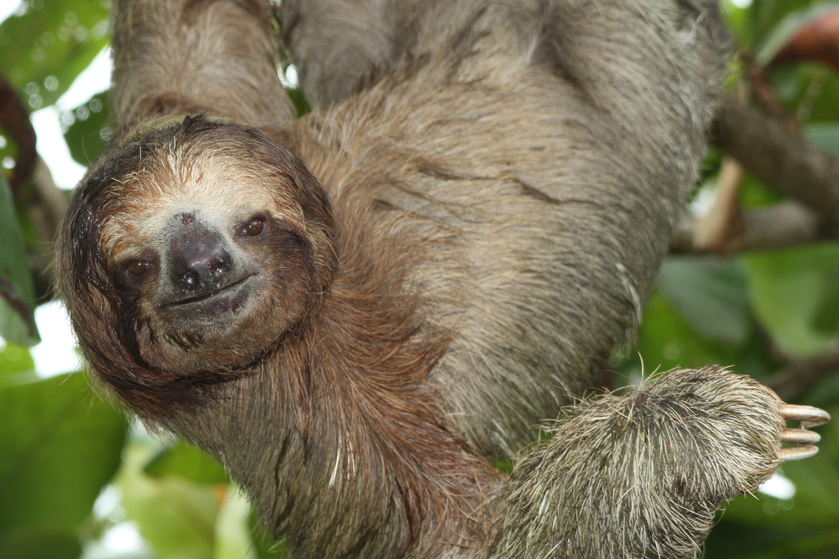 Three Toed Sloth at Silver King Fishing Lodge in Costa Rica – Good ...