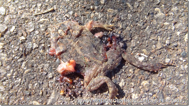 Lessons for Children- The Squished Frog – Good Morning Gloucester