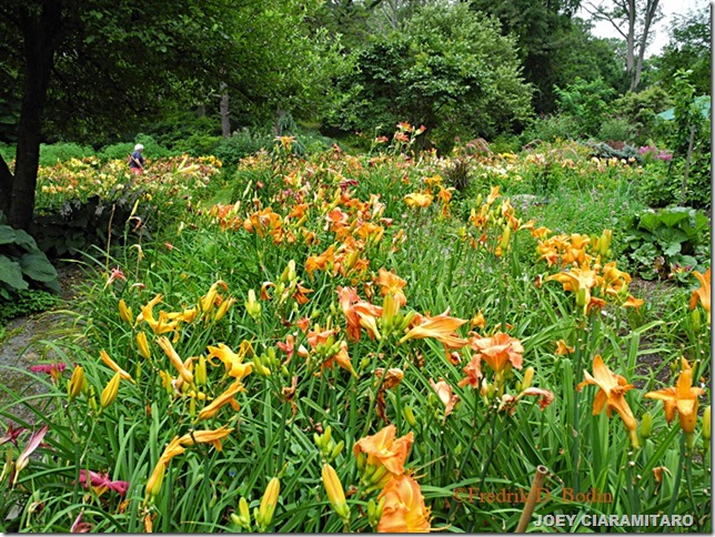 The LilyLady of Lanesville from Fred Bodin – Good Morning Gloucester
