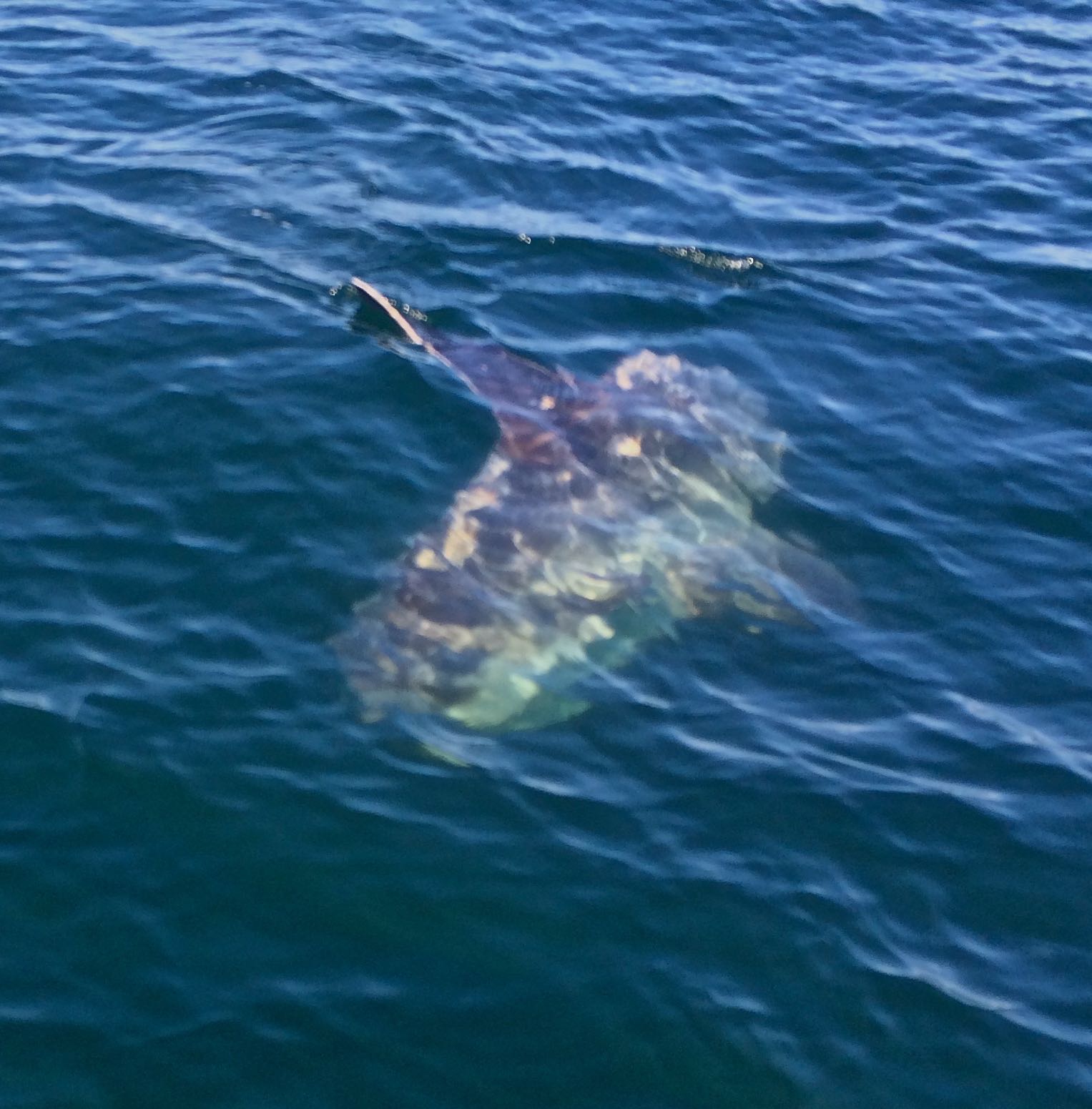 Three Ocean Sunfish in one day? – Good Morning Gloucester
