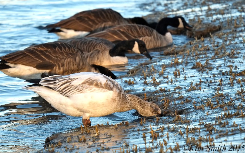 How to Tell the Difference Between Geese and Ducks – Good Morning ...