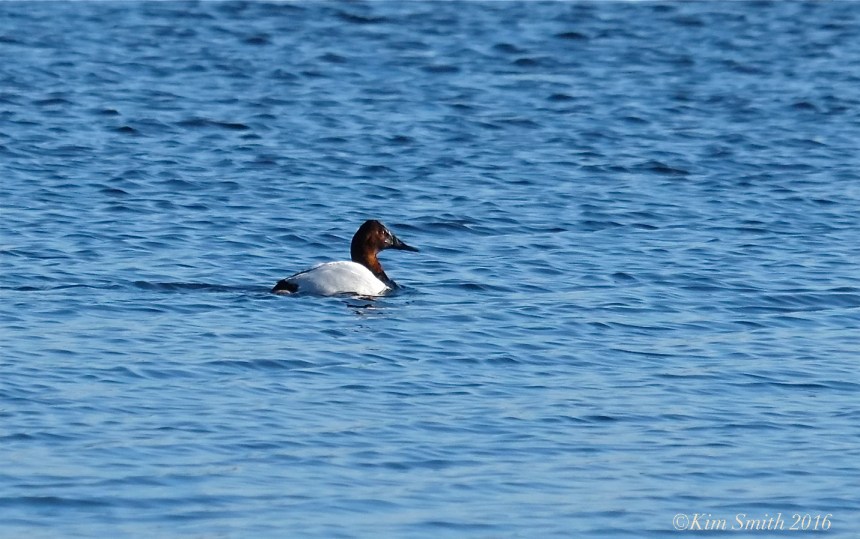 CANVASBACK DUCK IN GLOUCESTER! – Good Morning Gloucester