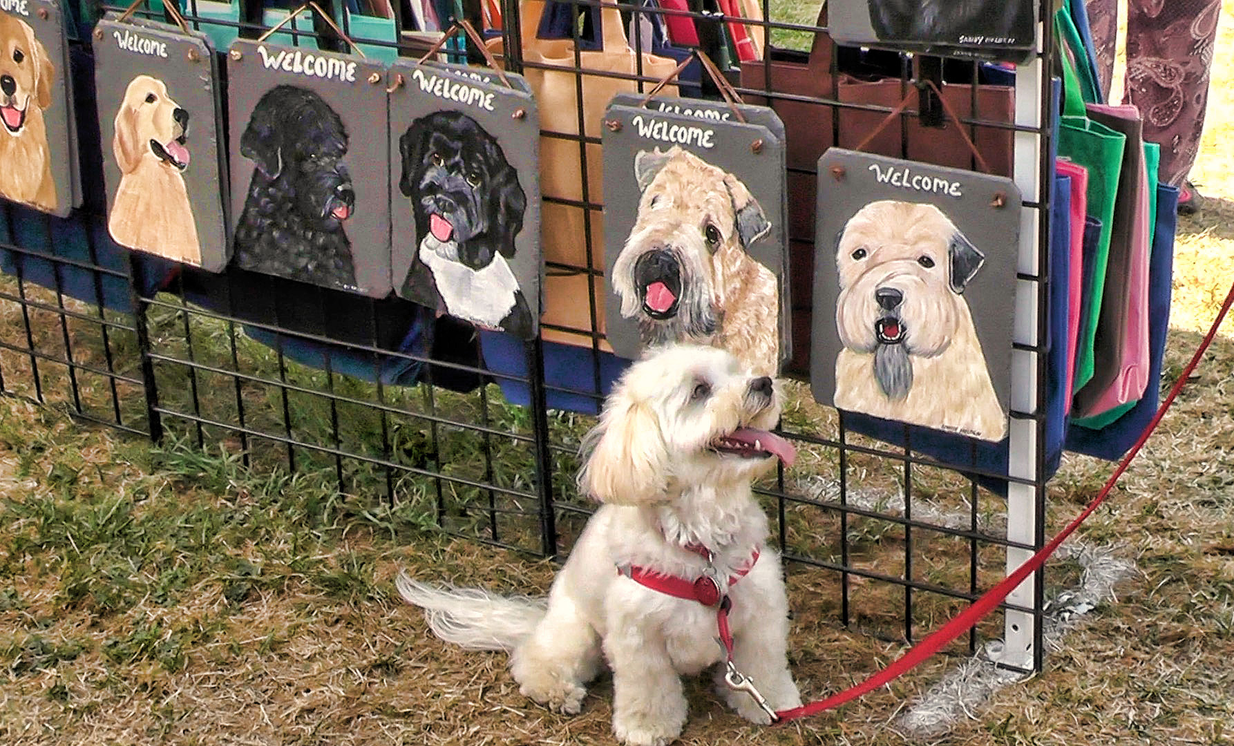 They Look So Real ! – Good Morning Gloucester