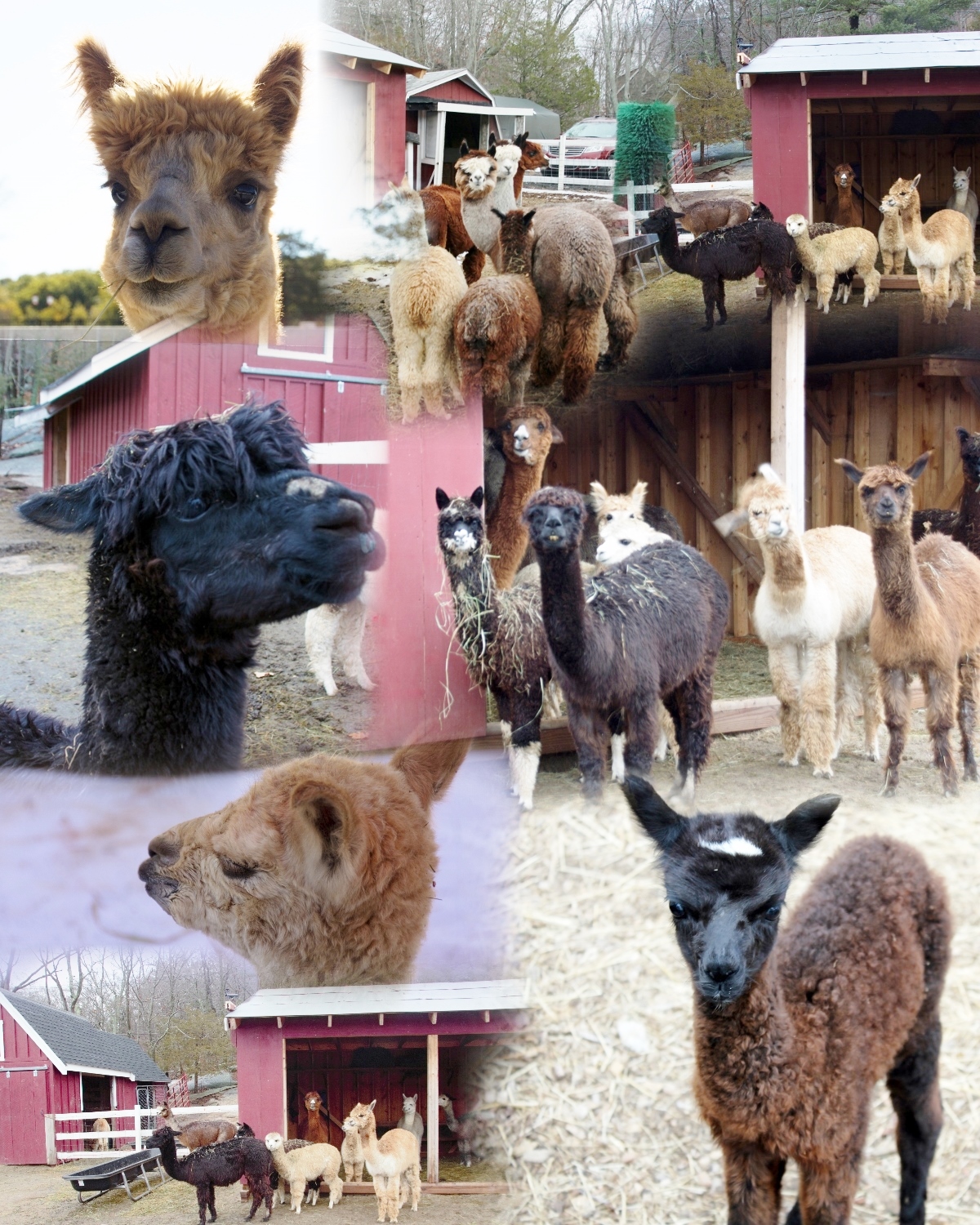 My friends the Alpacas at Marshall Farm Stand – Good Morning Gloucester