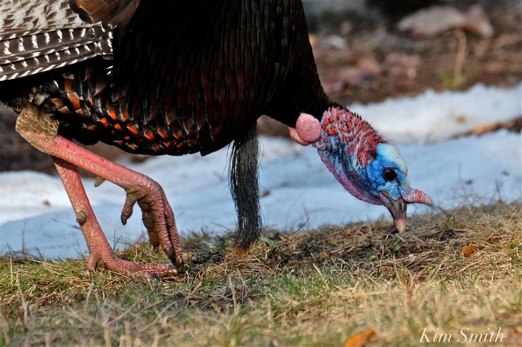 Major caruncle – Good Morning Gloucester