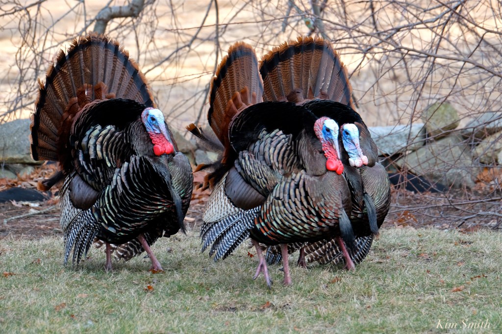 Major caruncle – Good Morning Gloucester