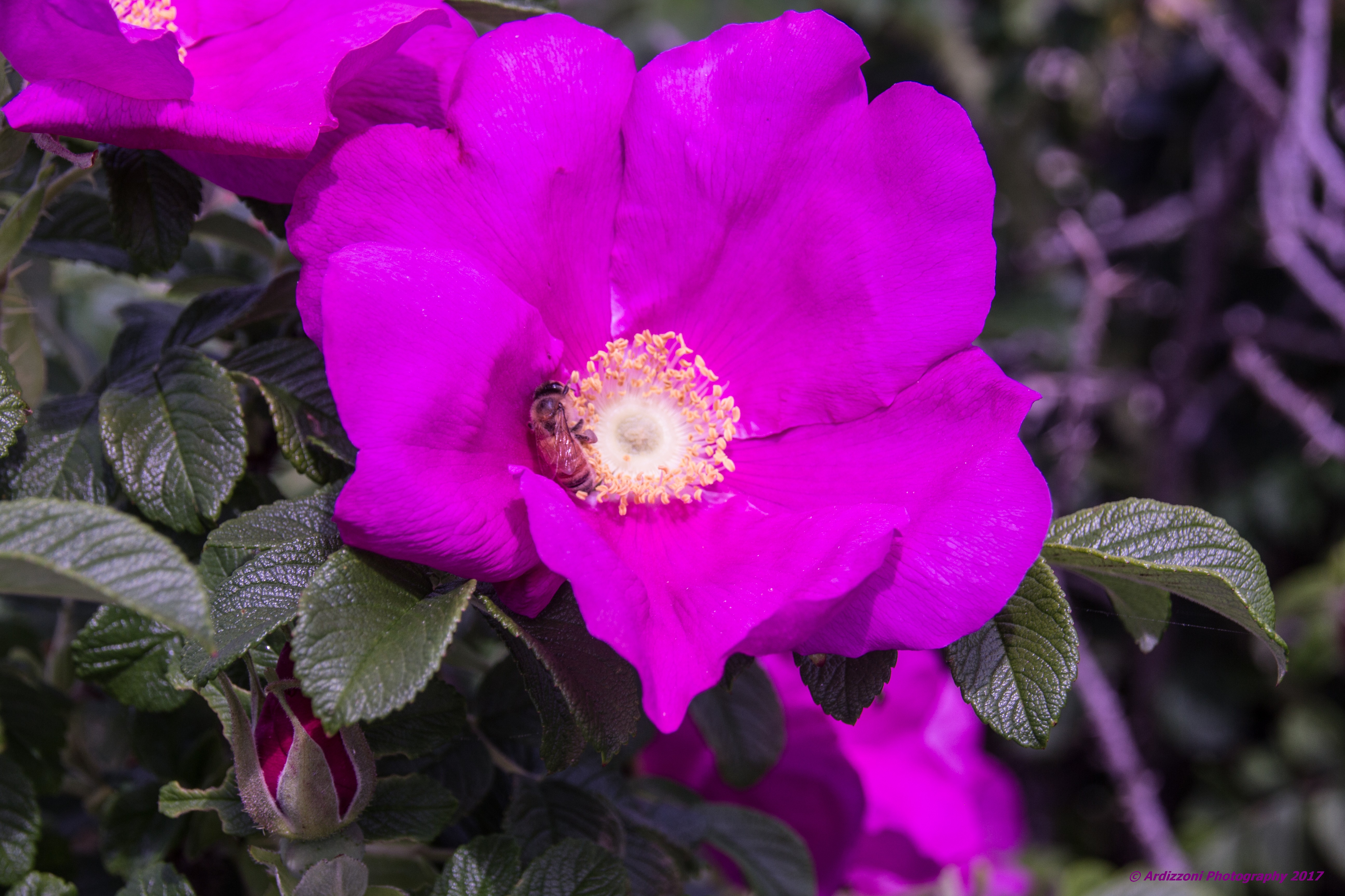 Beach Roses on Shore Road – Good Morning Gloucester