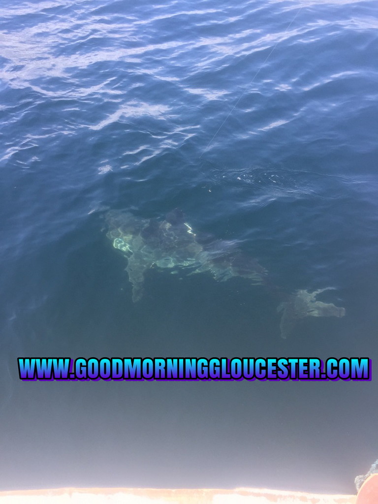 Our Lobsterman Gil Mitchell Hooks Great White @Shark_Cisco Off Of ...