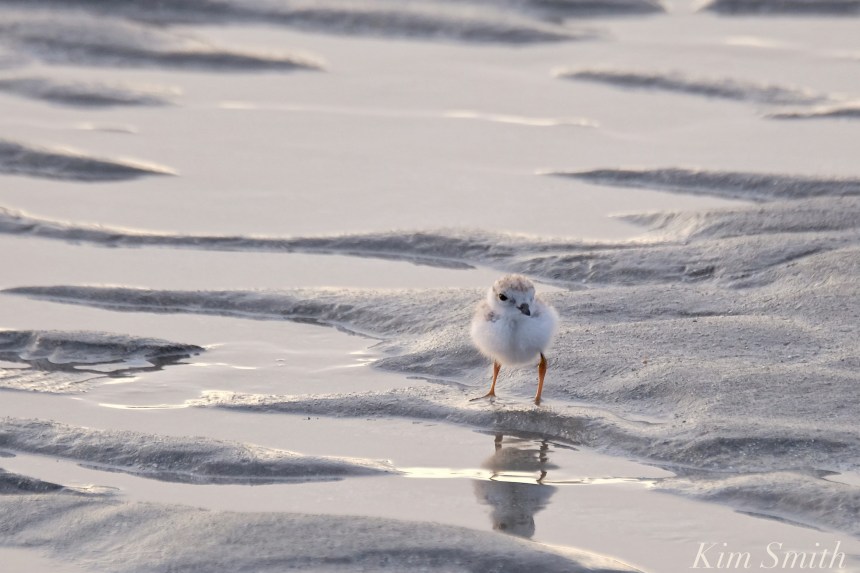 WHAT DO PIPING PLOVERS EAT? – Good Morning Gloucester