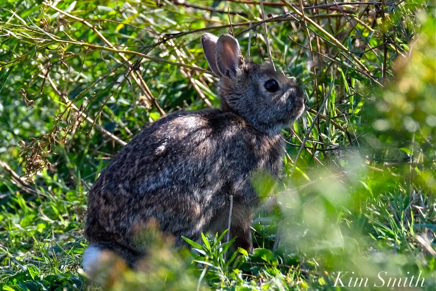 LITTLE NEW ENGLAND COTTONTAIL! – Good Morning Gloucester