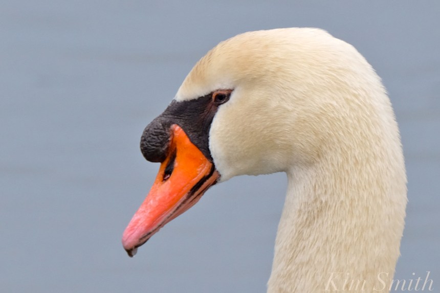 MR. SWAN EXPLORING THE ANNISQUAM! -By Kim Smith – Good Morning Gloucester