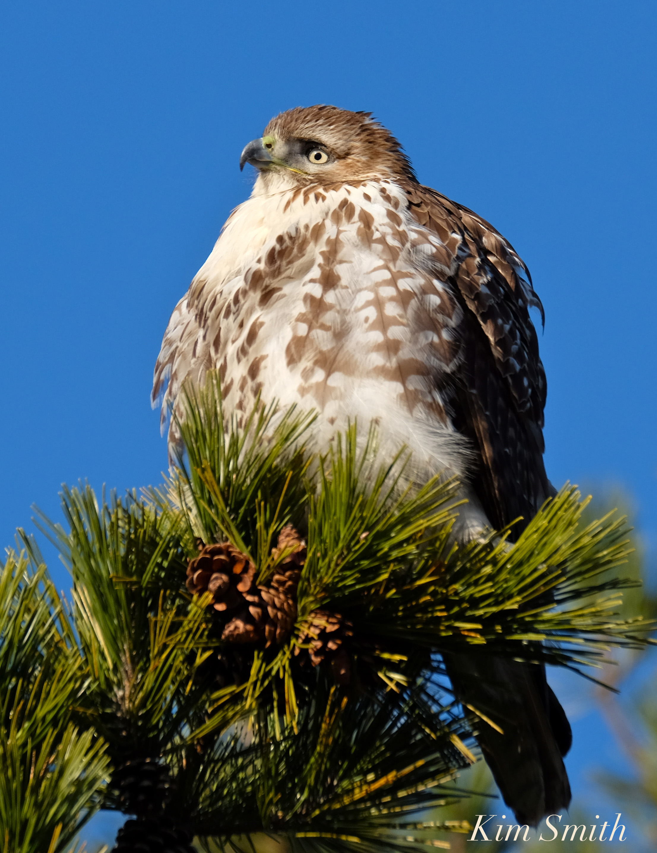 red-tailed-hawk-2-copyright-kim-smith – Good Morning Gloucester