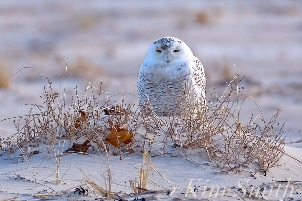 HOW TO TELL THE DIFFERENCE BETWEEN MALE AND FEMALE SNOWY OWLS – Good ...