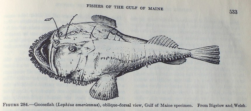 BEAUTIFUL FISH: GOOSE FISH -By Al Bezanson – Good Morning Gloucester