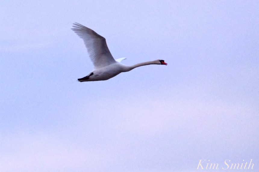 MR. SWAN AND THE YOUNG SWAN UPDATE -By Kim Smith – Good Morning Gloucester