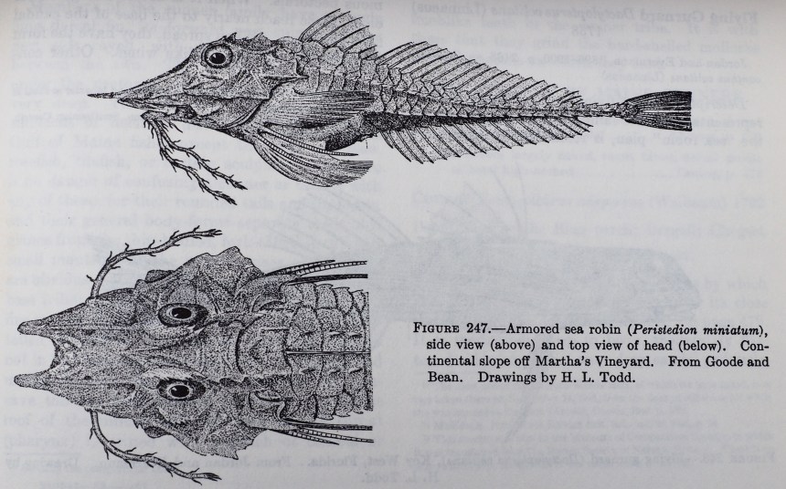 Beautiful Fish: Armored Sea Robin -By Al Bezanson – Good Morning Gloucester