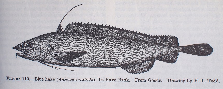 Beautiful Fish: Blue Hake -By Al Bezanson – Good Morning Gloucester