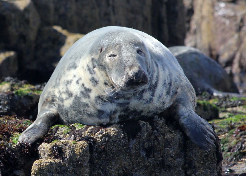 THE HARBOR SEAL’S COAT OF MANY COLORS -By Kim Smith – Good Morning ...