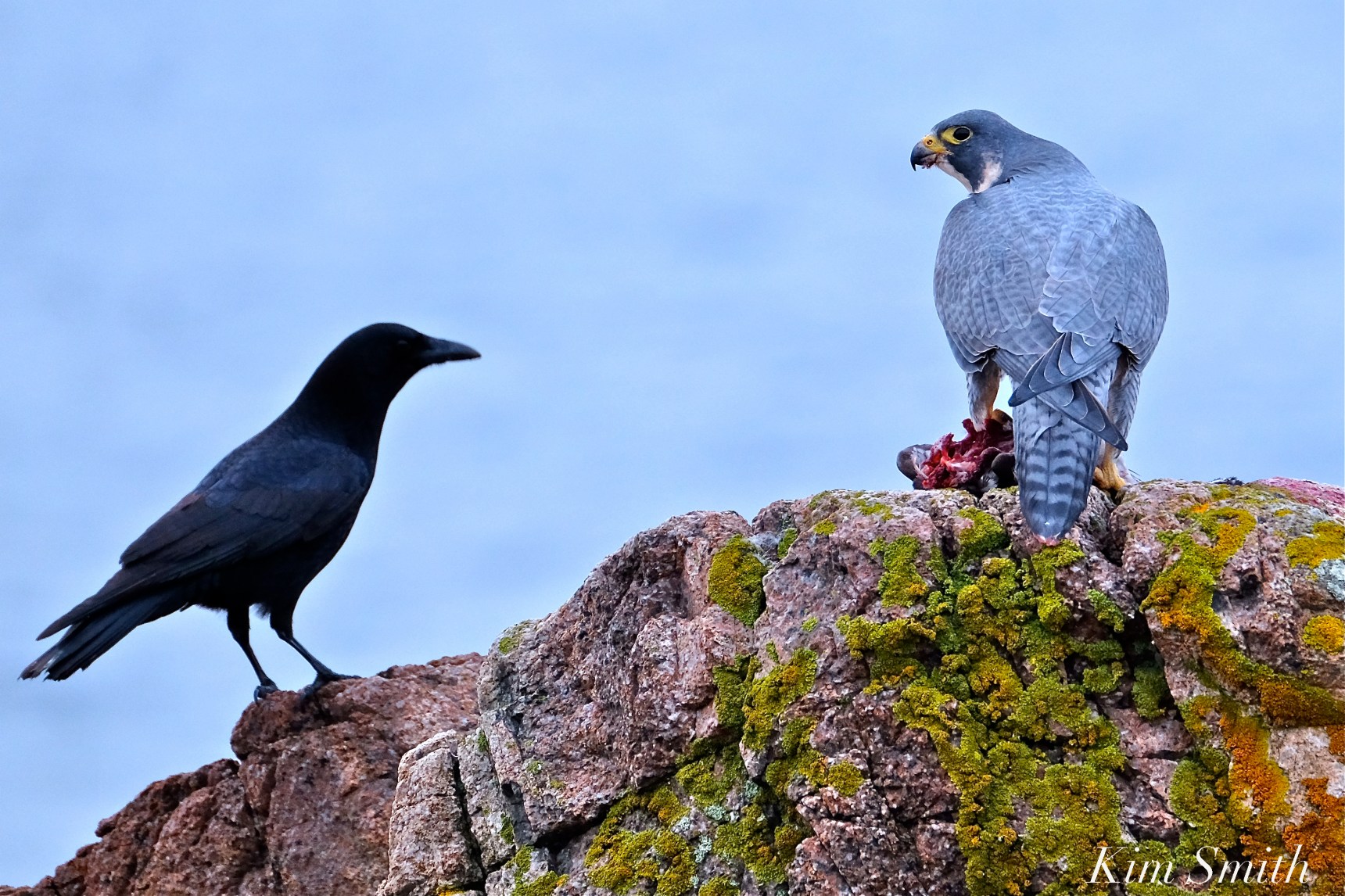 SNOWY OWL HEDWIG WEEKLY UPDATE AND THE REASON WHY CROWS ATTACK OWLS -By ...