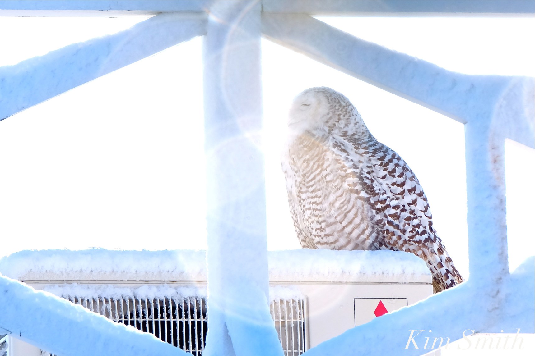 SNOWY OWL HEDWIG WEEKLY UPDATE AND THE REASON WHY CROWS ATTACK OWLS -By ...