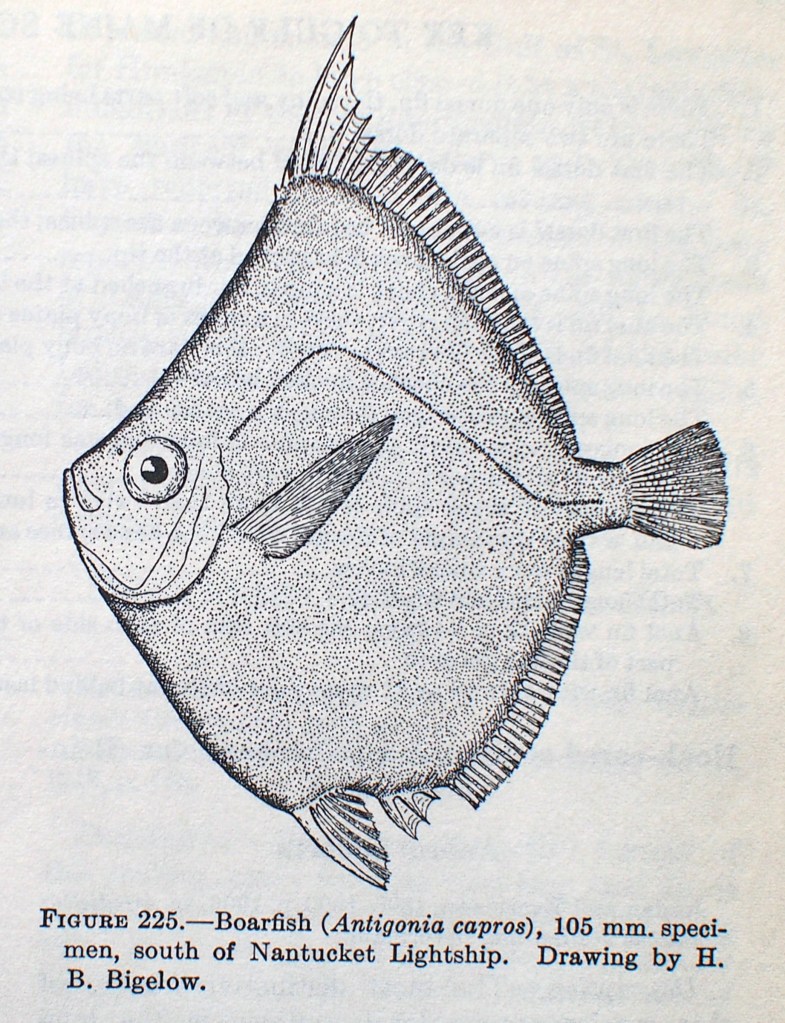 Beautiful Fish: Boarfish -By Al Bezanson – Good Morning Gloucester