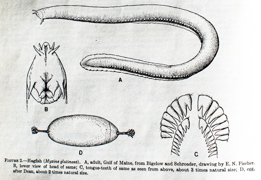 Beautful Fish: Hagfish – Good Morning Gloucester