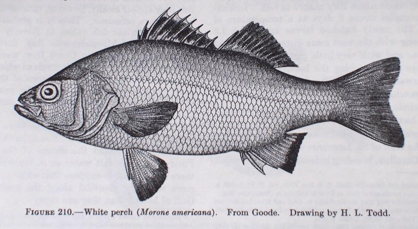 Beautiful Fish: White Perch -By Al Bezanson – Good Morning Gloucester