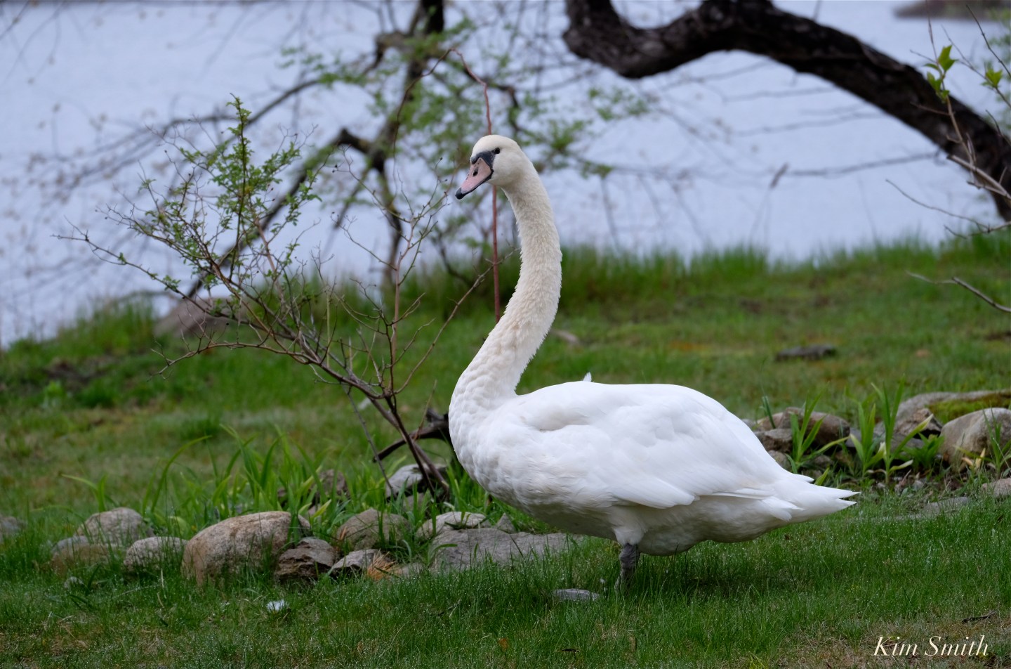 SWAN CRISIS – Good Morning Gloucester
