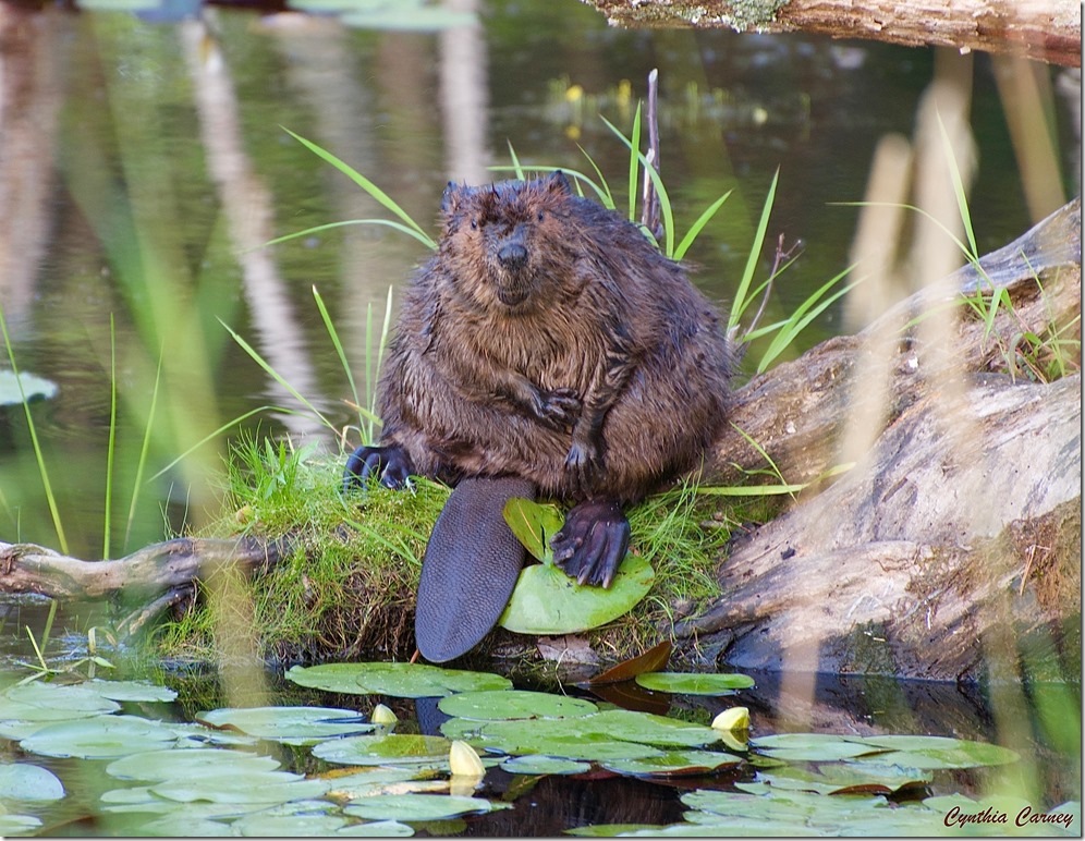 That’s a nice beaver – Good Morning Gloucester