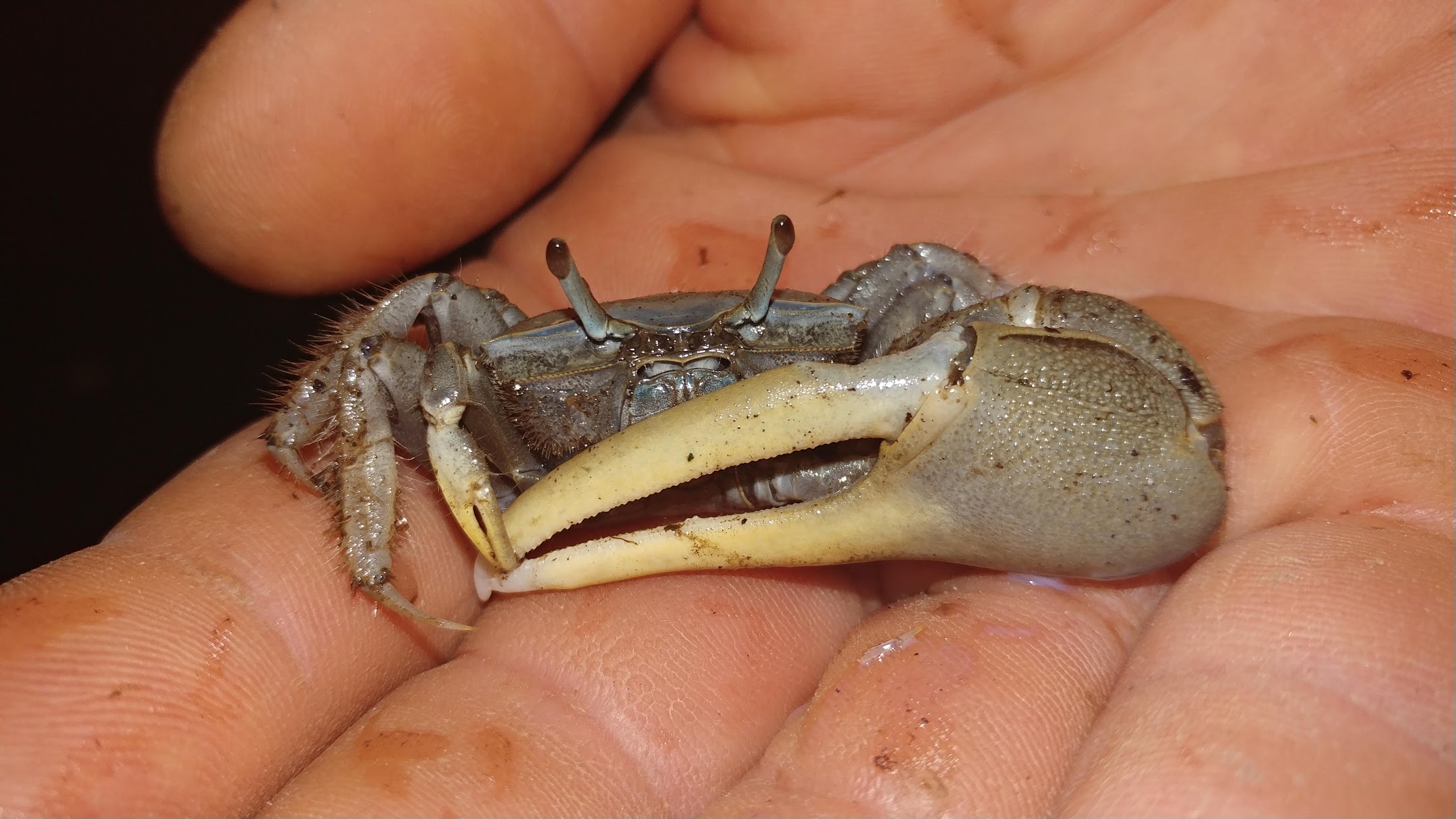 Fiddler Crab Caught By Lobsterman Toby Burnham – Good Morning Gloucester