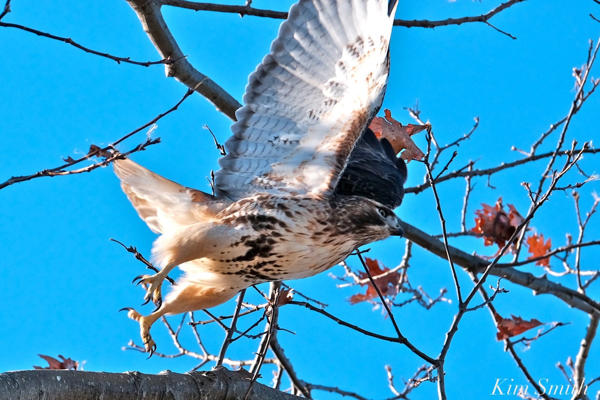 RED-TAILED HAWK SOARING THROUGH THE NEIGHBORHOOD – Good Morning Gloucester