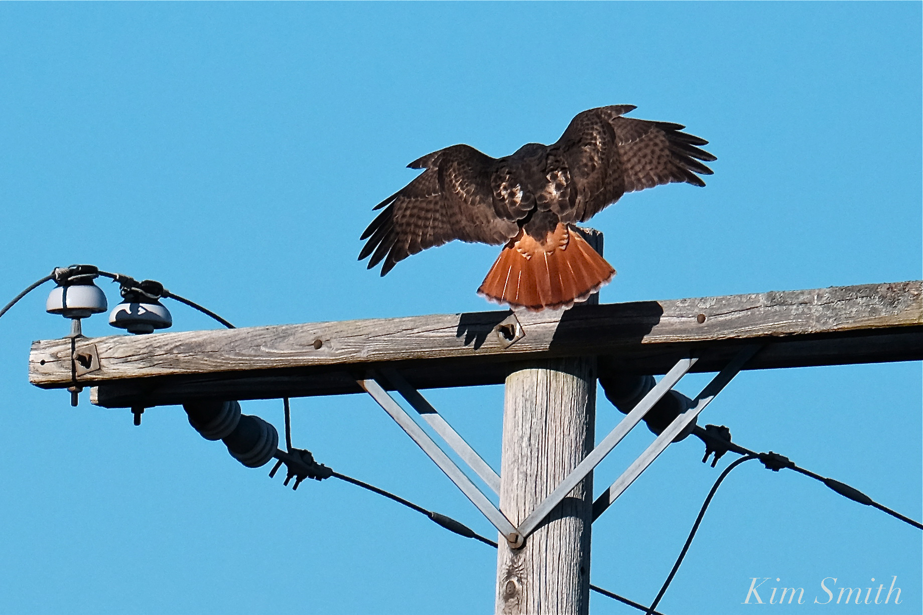 Red-tailed Hawk Gloucester Massachusetts-8 copyright Kim Smith – Good ...