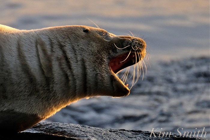 DO SEALS HAVE TAILS? – Good Morning Gloucester