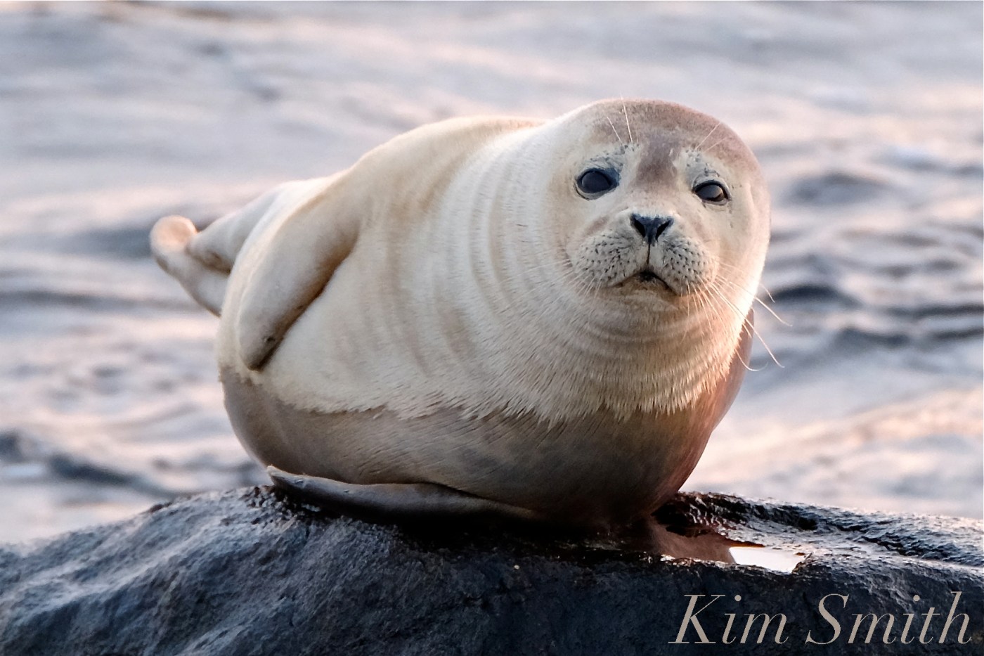 DO SEALS HAVE TAILS? – Good Morning Gloucester