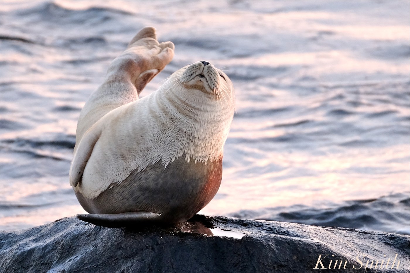 DO SEALS HAVE TAILS? – Good Morning Gloucester