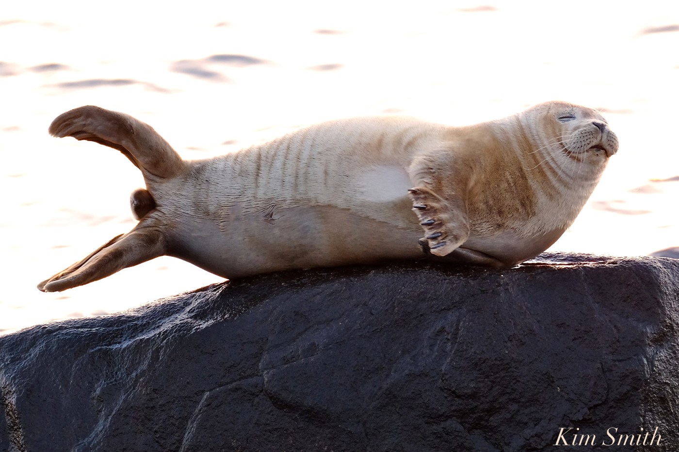 DO SEALS HAVE TAILS? – Good Morning Gloucester