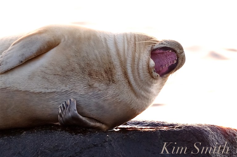 DO SEALS HAVE TAILS? – Good Morning Gloucester