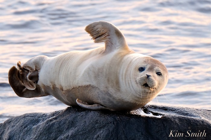 DO SEALS HAVE TAILS? – Good Morning Gloucester