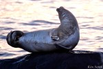 DO SEALS HAVE TAILS? – Good Morning Gloucester