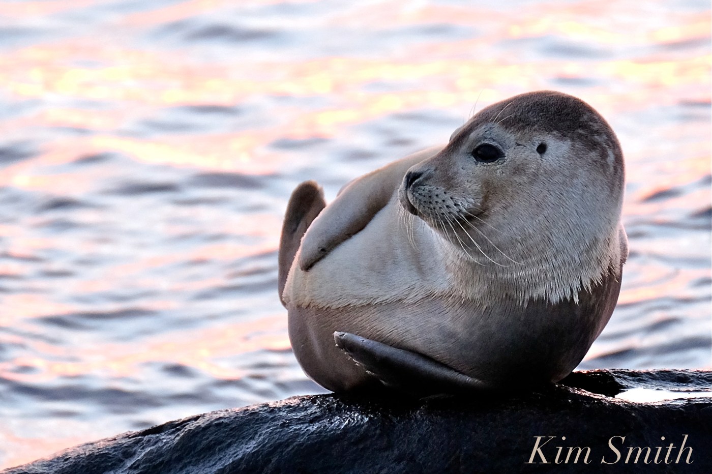 DO SEALS HAVE TAILS? – Good Morning Gloucester