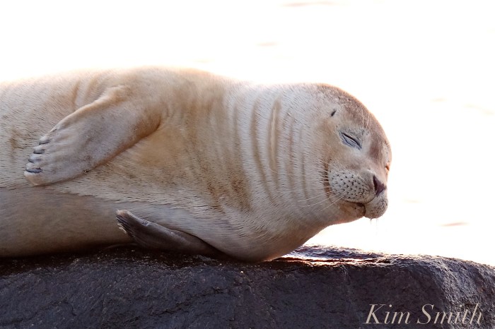 DO SEALS HAVE TAILS? – Good Morning Gloucester