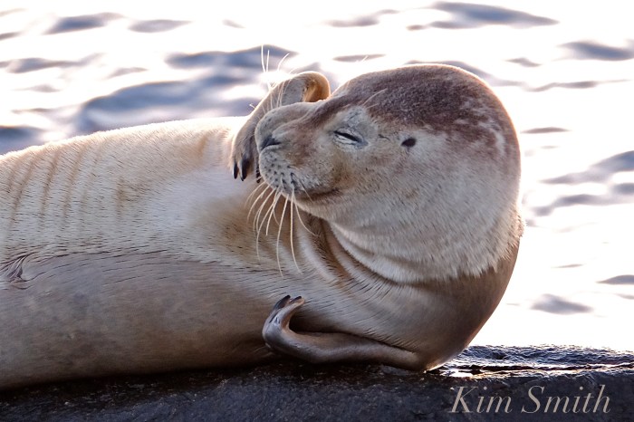 DO SEALS HAVE TAILS? – Good Morning Gloucester