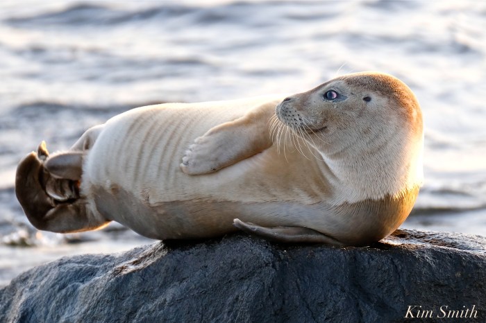 DO SEALS HAVE TAILS? – Good Morning Gloucester
