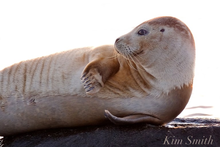 DO SEALS HAVE TAILS? – Good Morning Gloucester