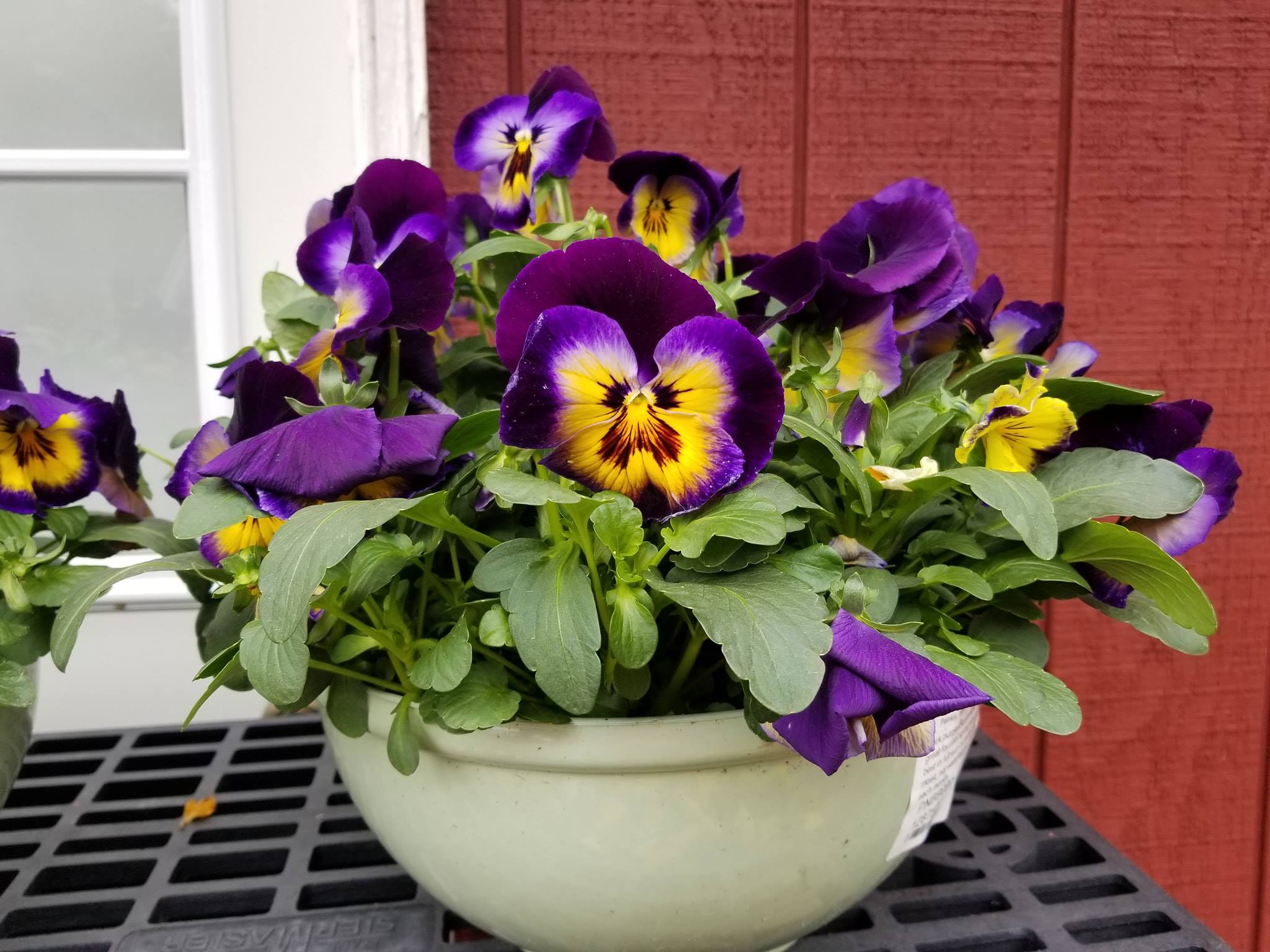 Marshalls Farm Stand opening day – Good Morning Gloucester