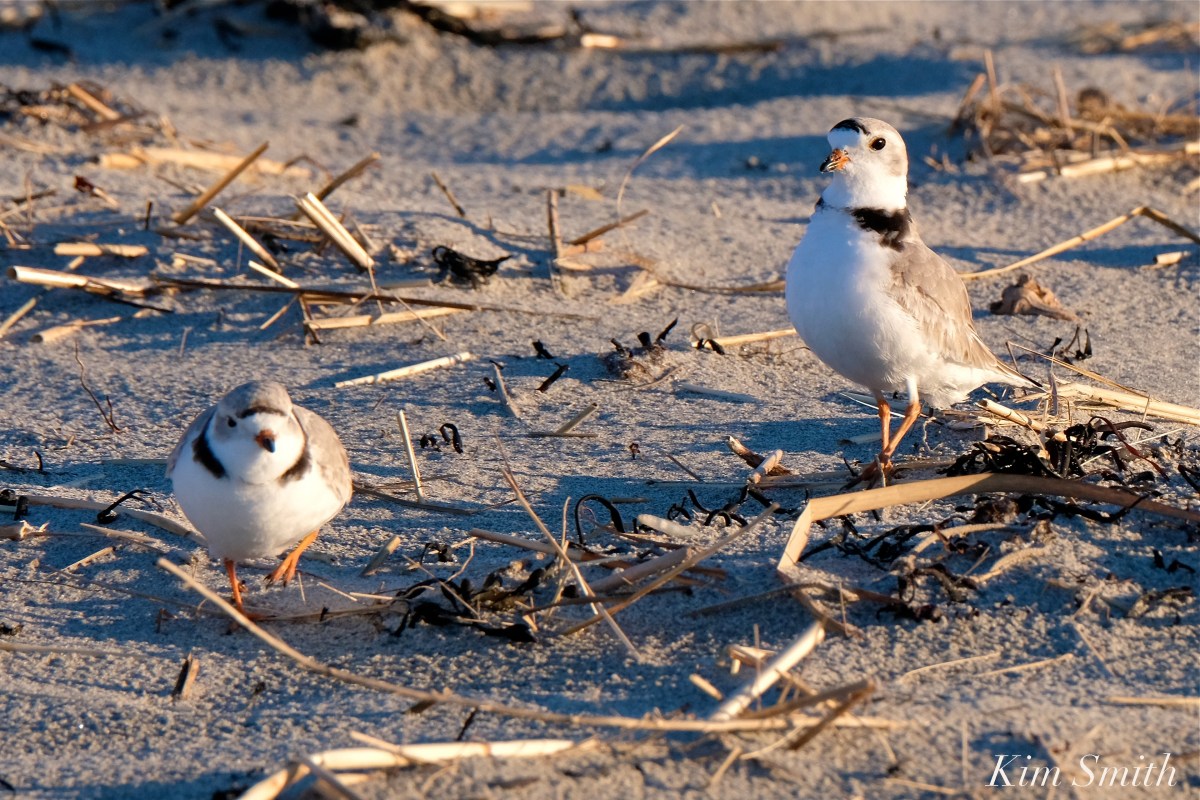 NOT ONE, NOT TWO, BUT THREE PIPING PLOVERS TODAY AT GOOD HARBOR BEACH ...