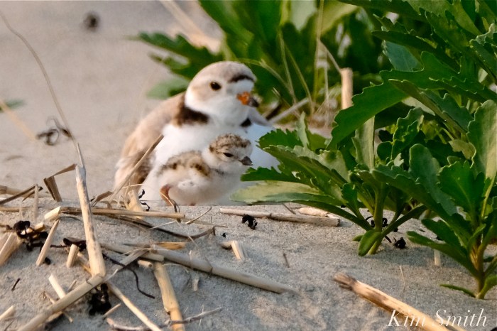 FIRST LOOK – OUR GOOD HARBOR BEACH PIPNG PLOVER CHICKS (ALL FOUR ...