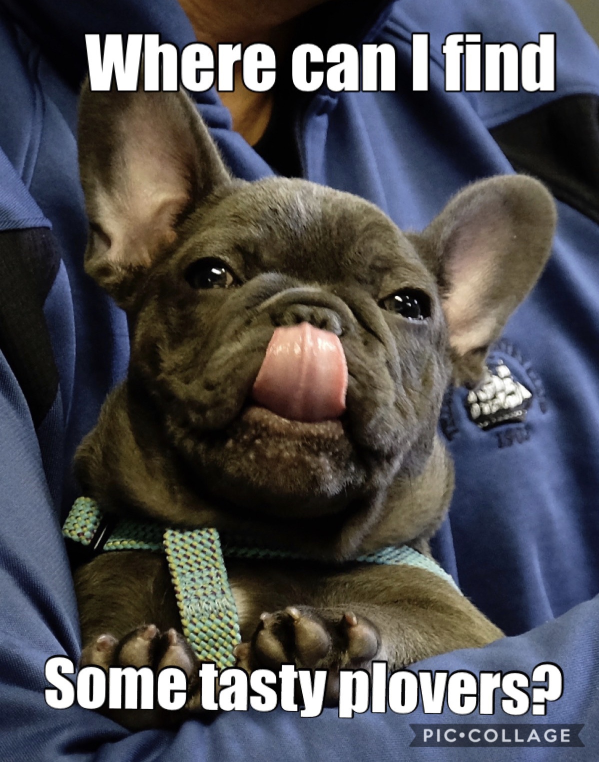 Official GMG Dog Beau Is Hungry… – Good Morning Gloucester